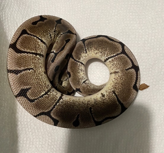 VPI Axanthic Spider (F) Ball Python by Jotun Reptiles - MorphMarket