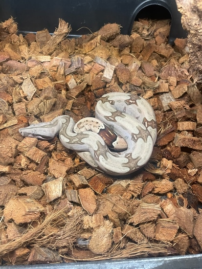 Pure Wakenaam Island True Red-Tailed Boa Constrictor by J.GRIGG Exotics