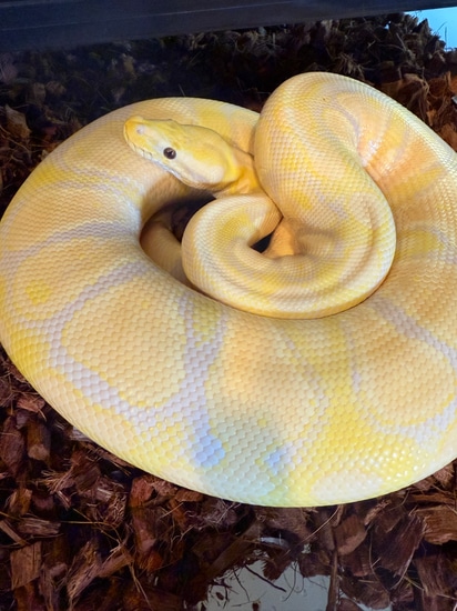Pastel Lavender Albino 66% Het Genetic Stripe Ball Python by Cuntry ...