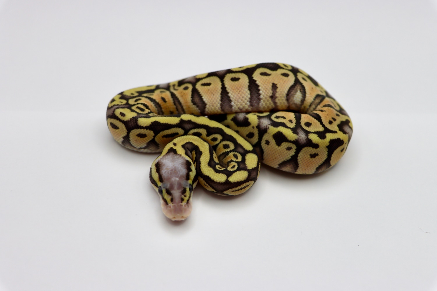 Killer Het Clown Ball Python by Goof Ballz - MorphMarket