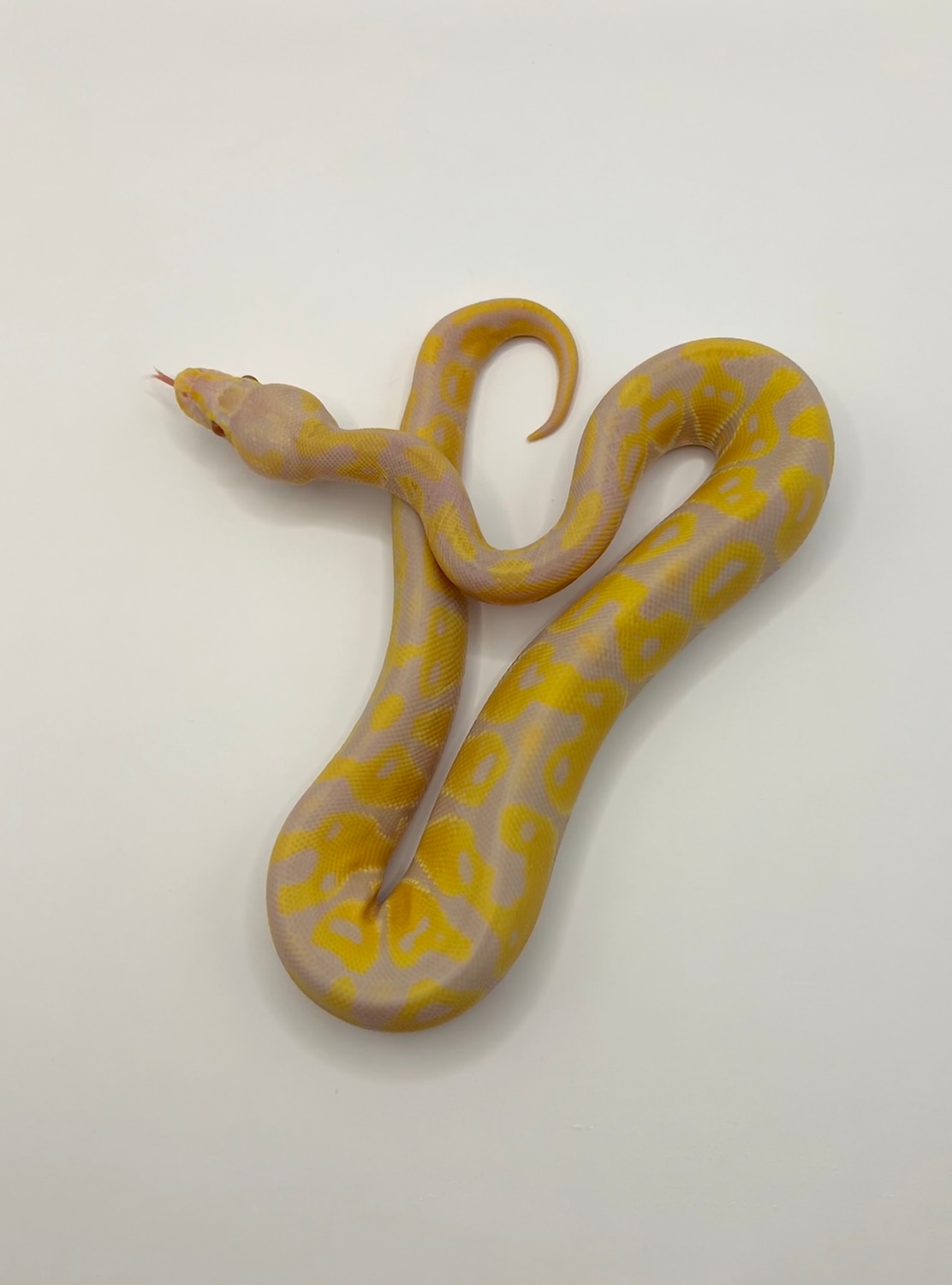 Candy 50% Het Pied Ball Python by Goof Ballz - MorphMarket