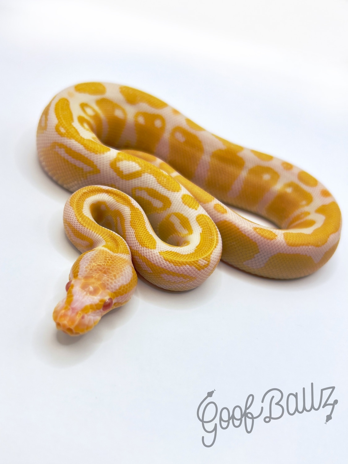 Candino Het Pied Pos Pastel Ball Python by Goof Ballz - MorphMarket
