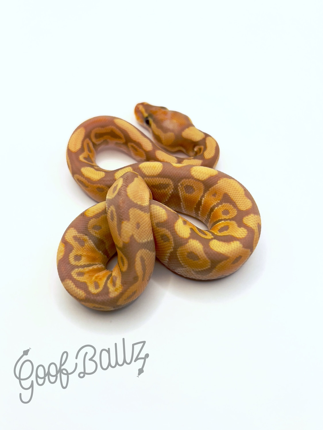 Banana Het Clown Ball Python by Goof Ballz - MorphMarket