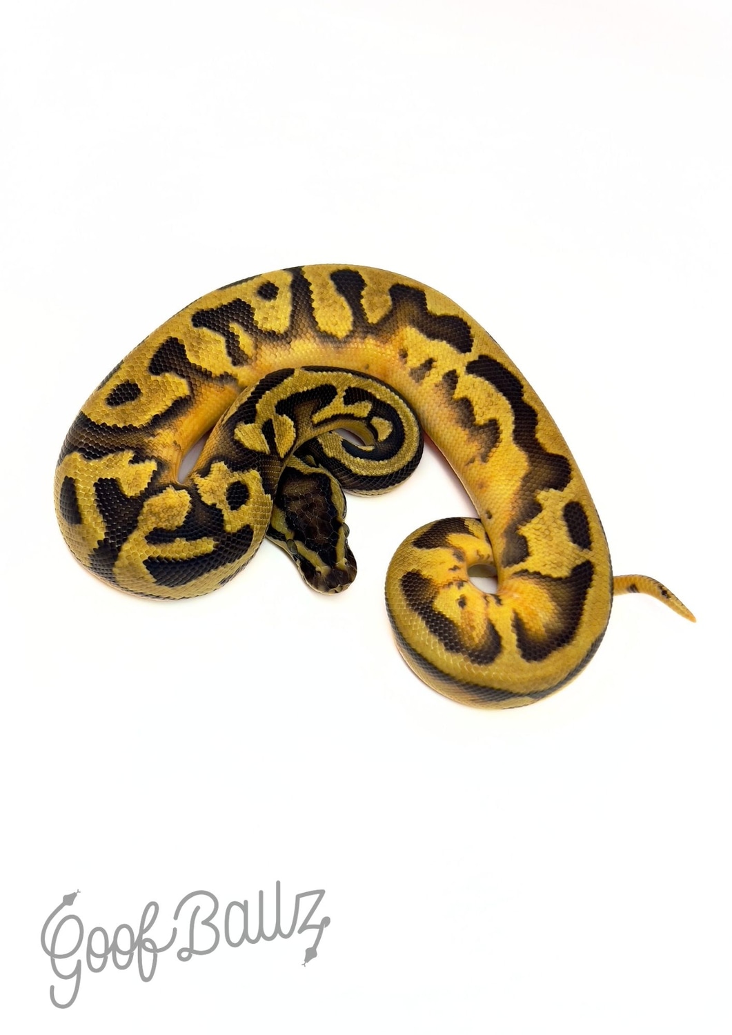 Enchi Pied 50% Het Clown Ball Python by Goof Ballz - MorphMarket