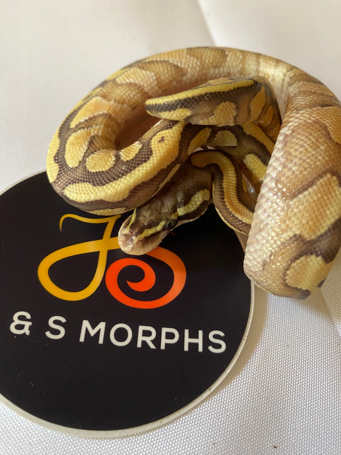 Pastel Butter Spark 100% Ghost 50% Desert Ghost Ball Python by J&S ...
