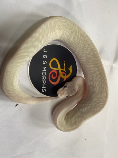 BEL (Super Mojave) 50% Desert Ghost Ball Python by J&S Morphs