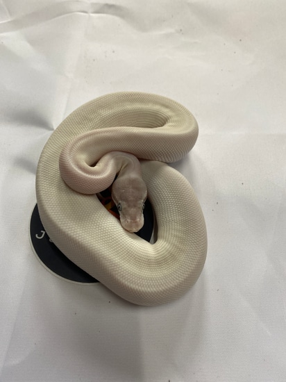 BEL (Super Mojave) 50% Desert Ghost Ball Python by J&S Morphs