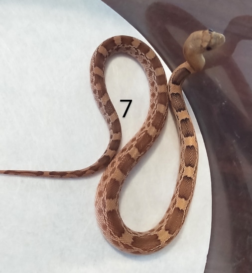 Pituophis Deppei Jani Pine Snake by James O