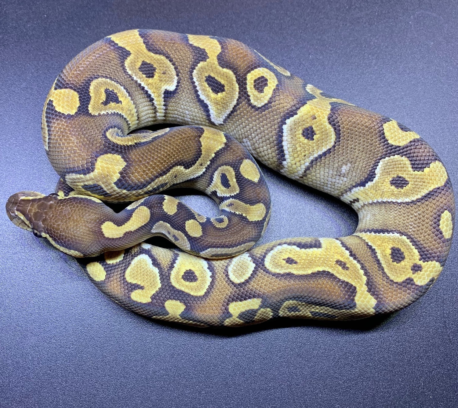 Cinnamon Mojave Ball Python by J&B Custom Constrictors - MorphMarket