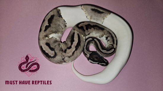 VPI Axanthic Pied Ball Python by Must Have Reptiles