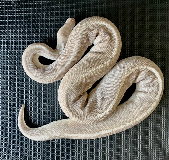 Female Bamboo Hgwg Cinnamon Ball Python by Montana Sky Reptiles