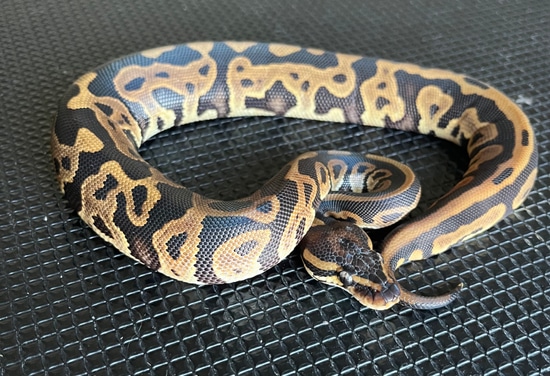 Leopard Female Ball Python by Montana Sky Reptiles