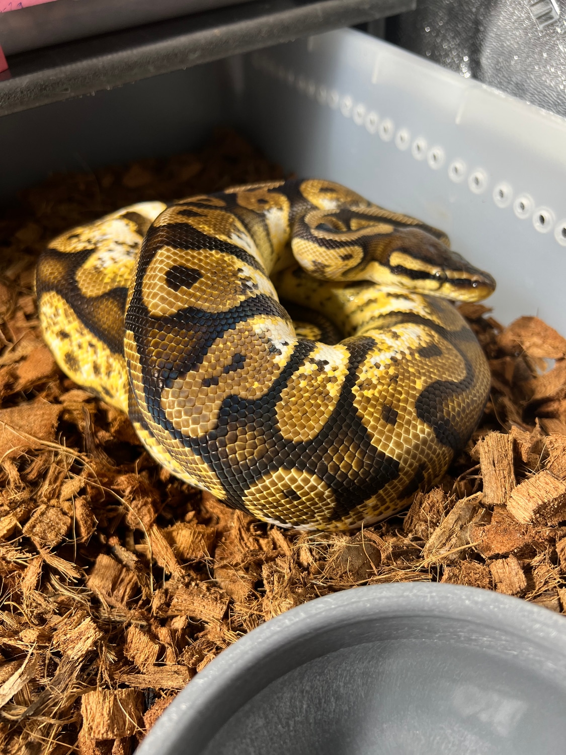 Pastel Calico Ball Python by Parsons Pythons - MorphMarket