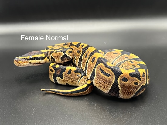 Normal Ball Python by Parsons Pythons
