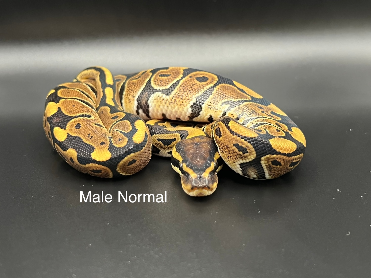 Normal Ball Python by Parsons Pythons - MorphMarket