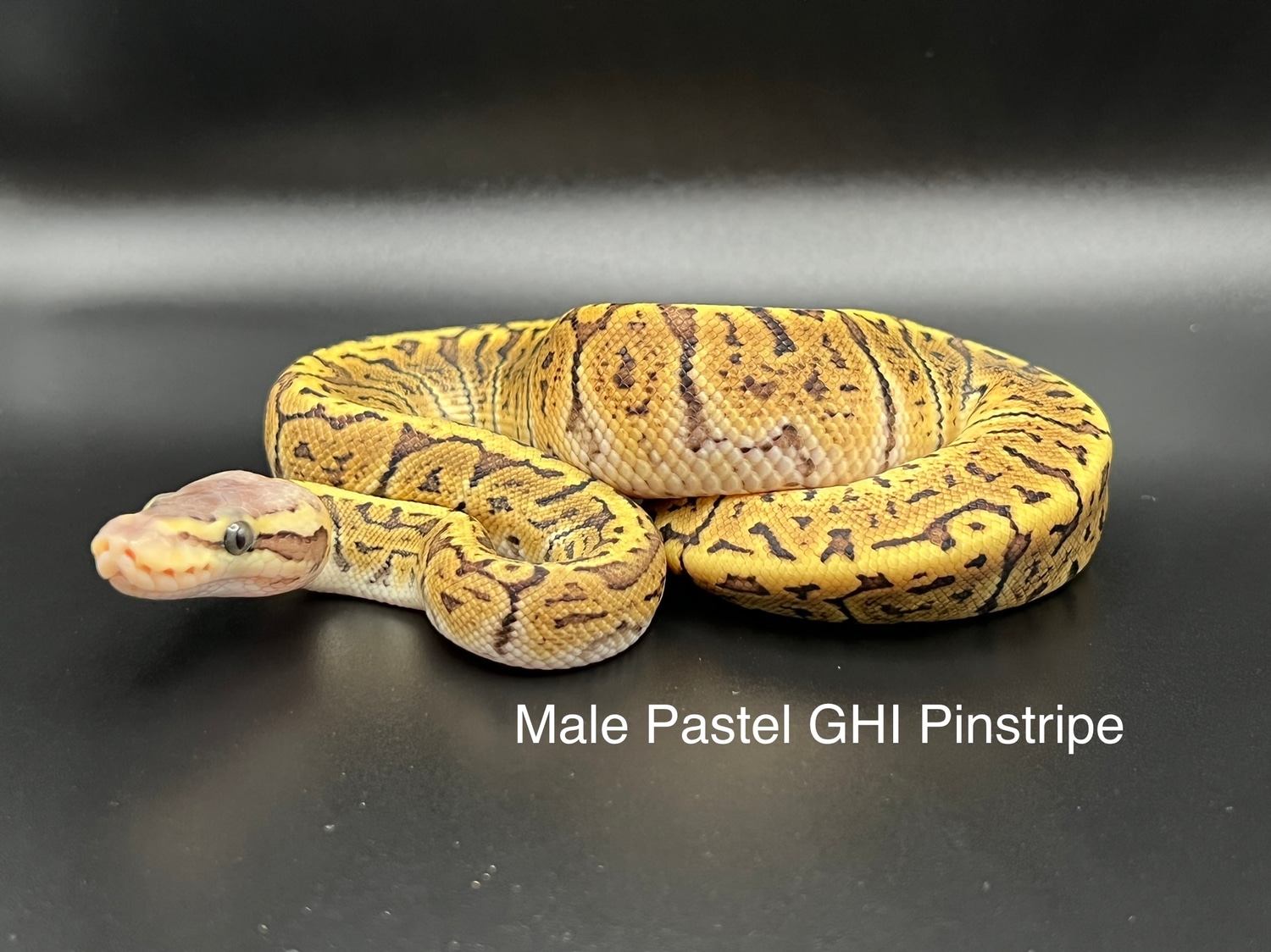 Pastel Ghi Pinstripe Ball Python by Parsons Pythons - MorphMarket