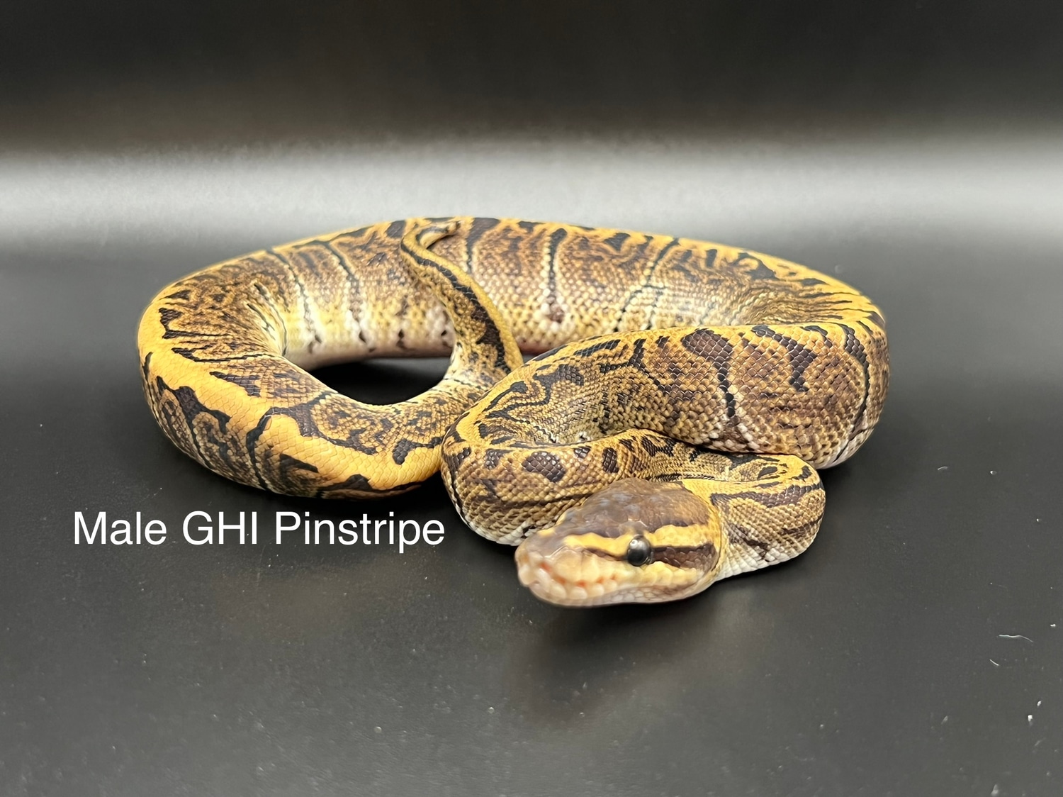 Ghi Pinstripe Ball Python by Parsons Pythons - MorphMarket