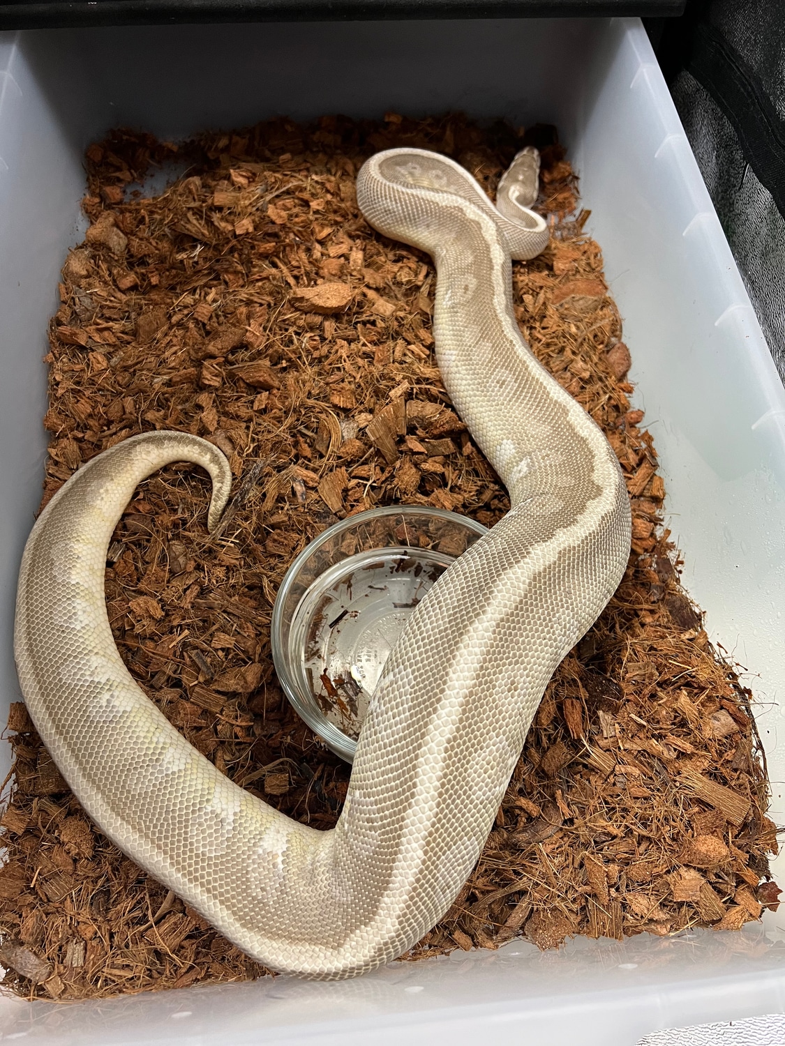 Soul Sucker Ball Python by Parsons Pythons - MorphMarket