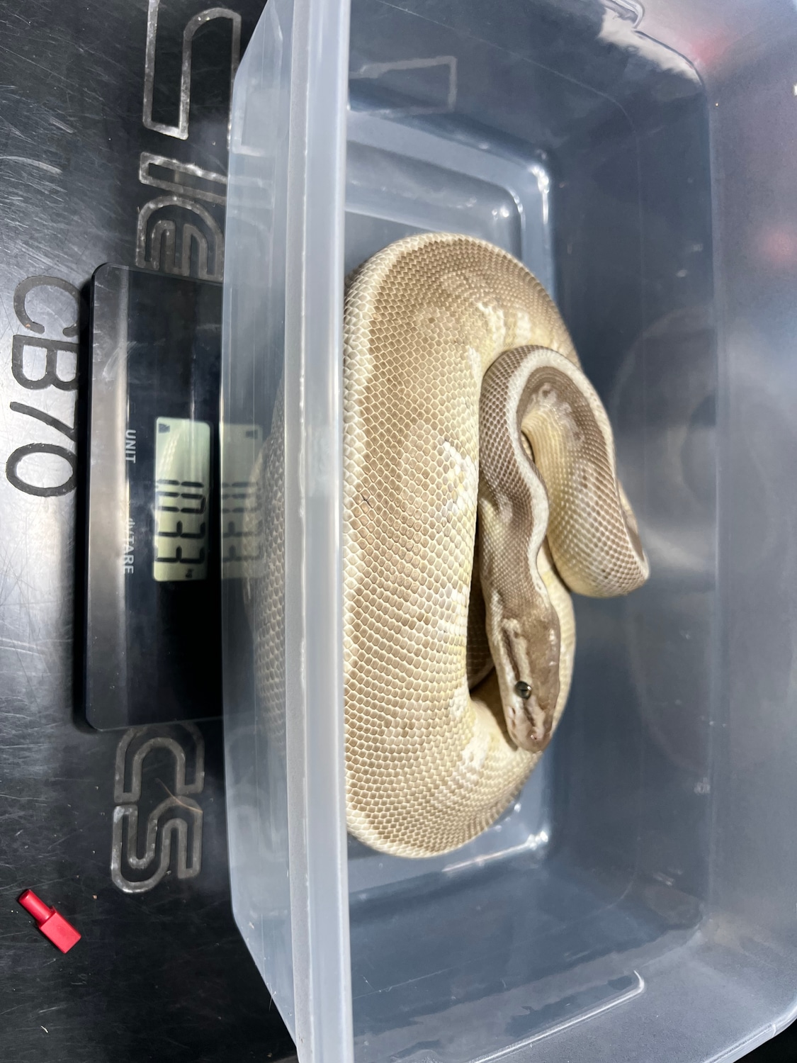 Soul Sucker Ball Python by Parsons Pythons - MorphMarket