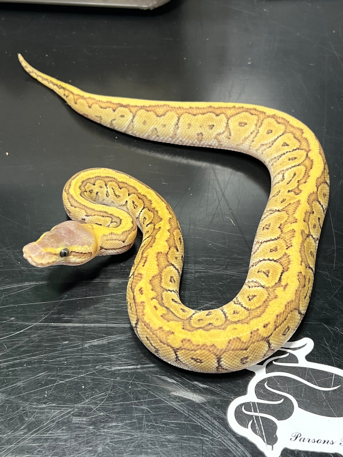 Pastel Pinstripe Mojave Ball Python by Parsons Pythons - MorphMarket
