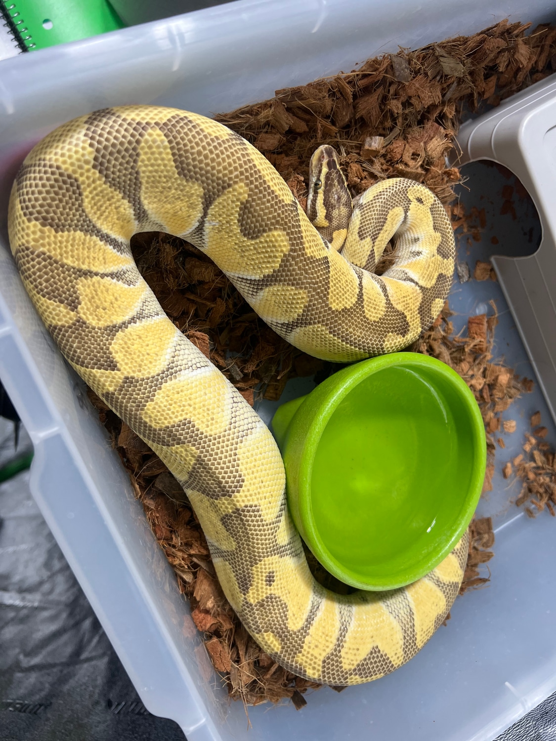 Pastel Enchi Lesser Ball Python by Parsons Pythons - MorphMarket