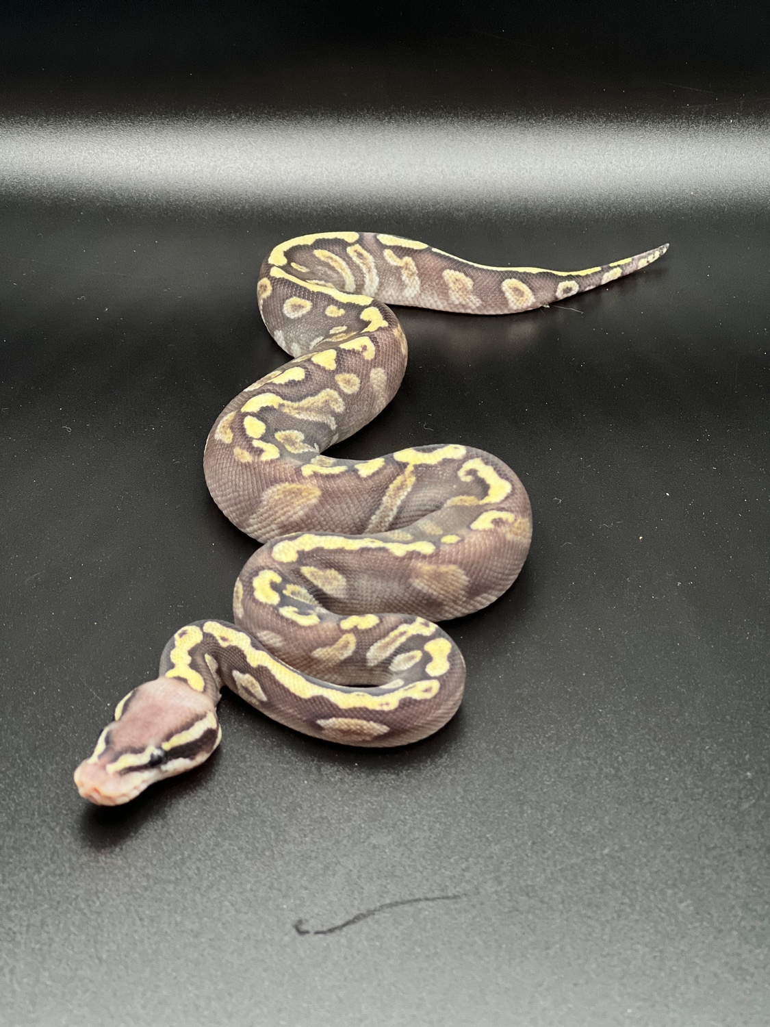 Pastel GHI Mojave Ball Python by Parsons Pythons - MorphMarket