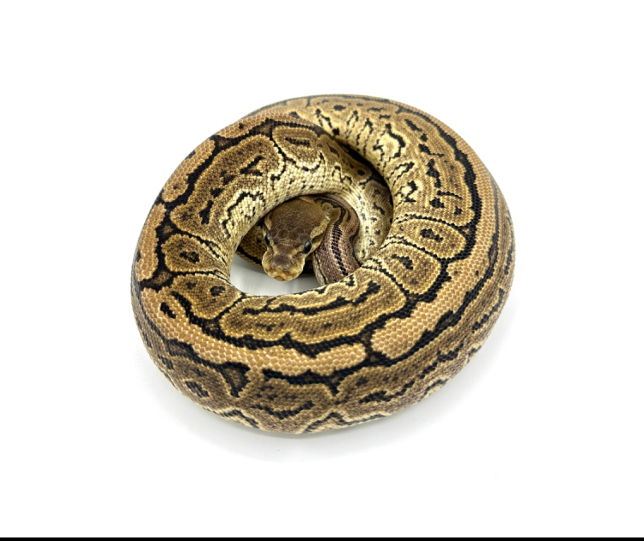Cinnamon Pinstripe Het Desert Ghost Ball Python by Parsons Pythons ...