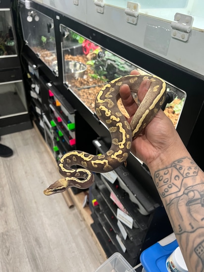 Pastel GHI Mojave Ball Python by Parsons Pythons