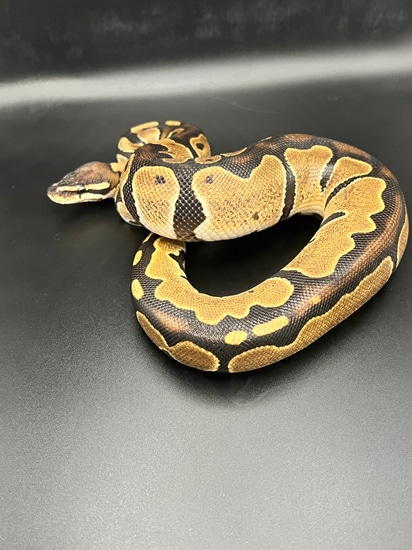 Het TSK Axanthic 66% Het Pied Ball Python by Parsons Pythons