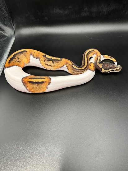 Pied 100% Het Clown Ball Python by Parsons Pythons