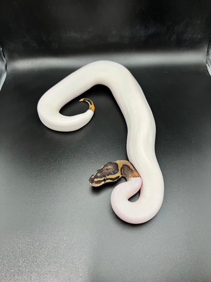 Pied 100% Het Clown Ball Python by Parsons Pythons