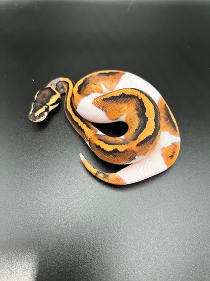 Paradox Pied 100% Het Lavender Ball Python by Parsons Pythons