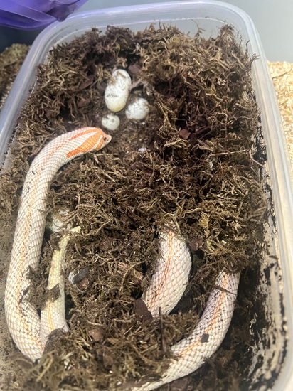 Albino Super Conda Western Hognose by Parsons Pythons