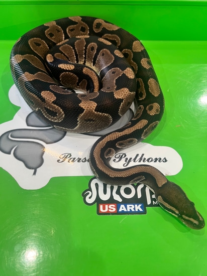 Normal Het Pied Ball Python by Parsons Pythons