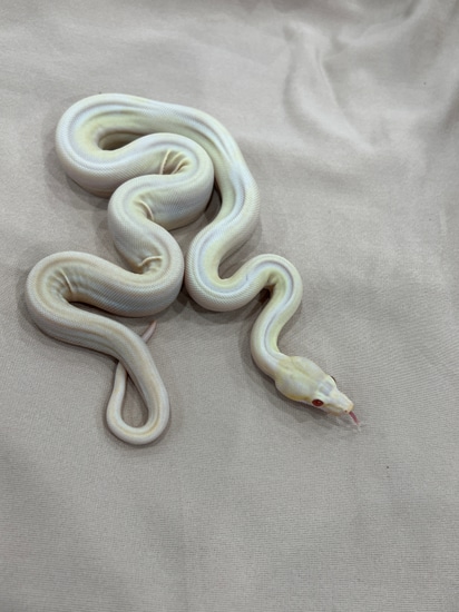 Albino Eclipse Boa Constrictor by JPCBoas llc