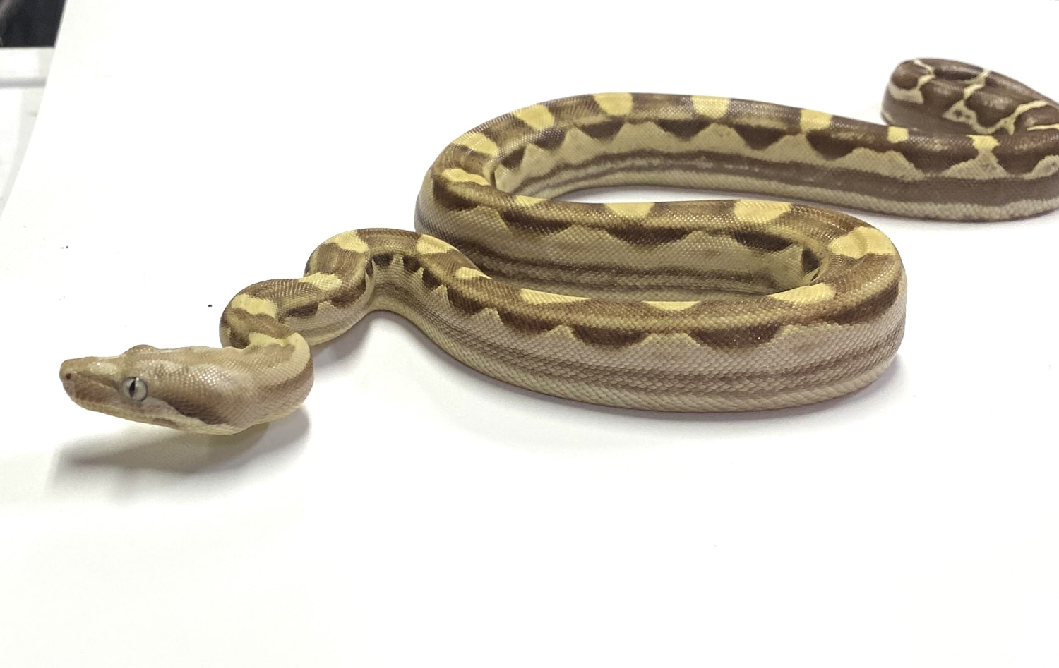 2021 VPI Snow Motley Boa Constrictor by JPCBoas llc - MorphMarket