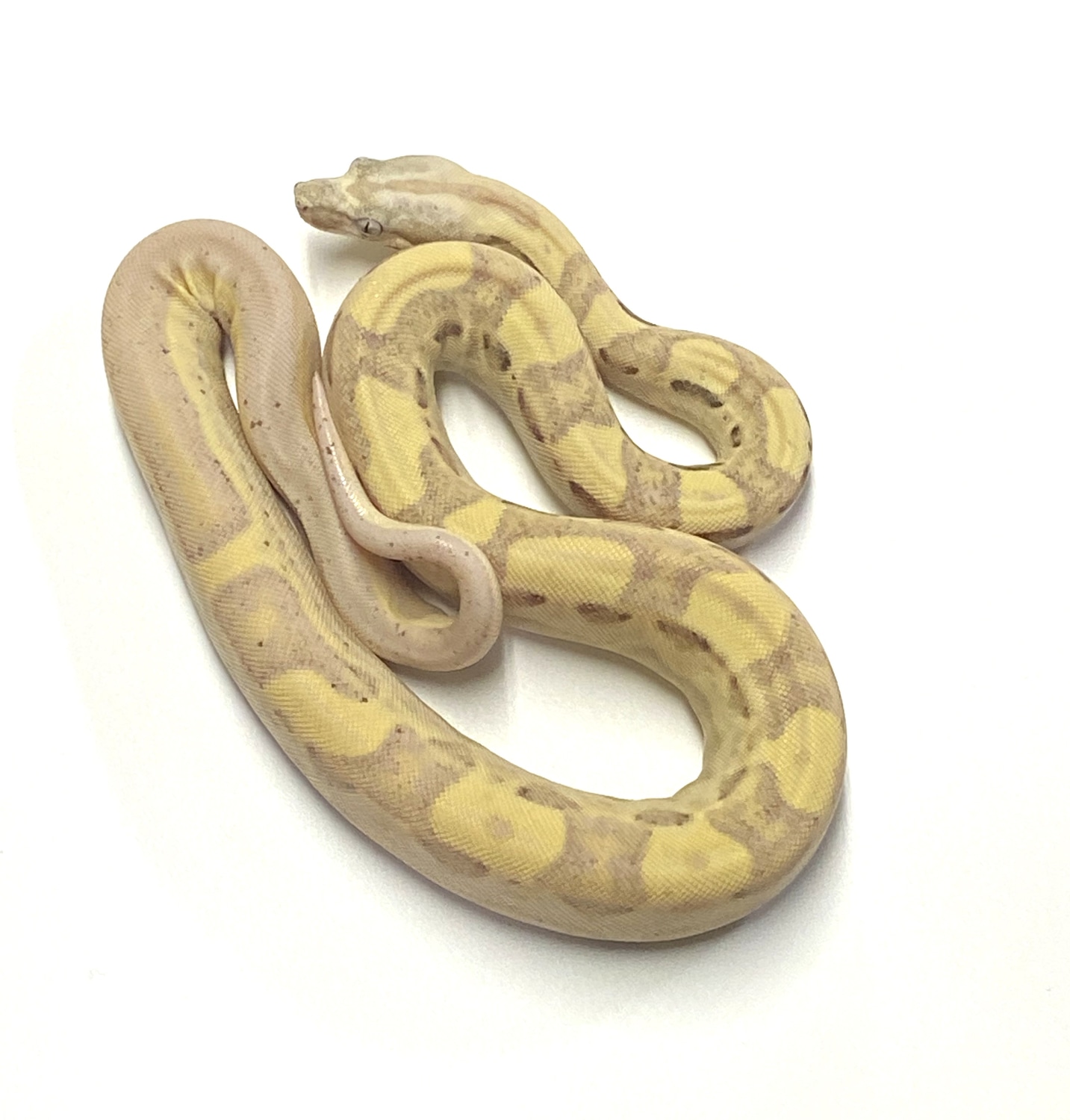 2021 VPI Moonglow Motley Poss Jungle Boa Constrictor by JPCBoas llc ...