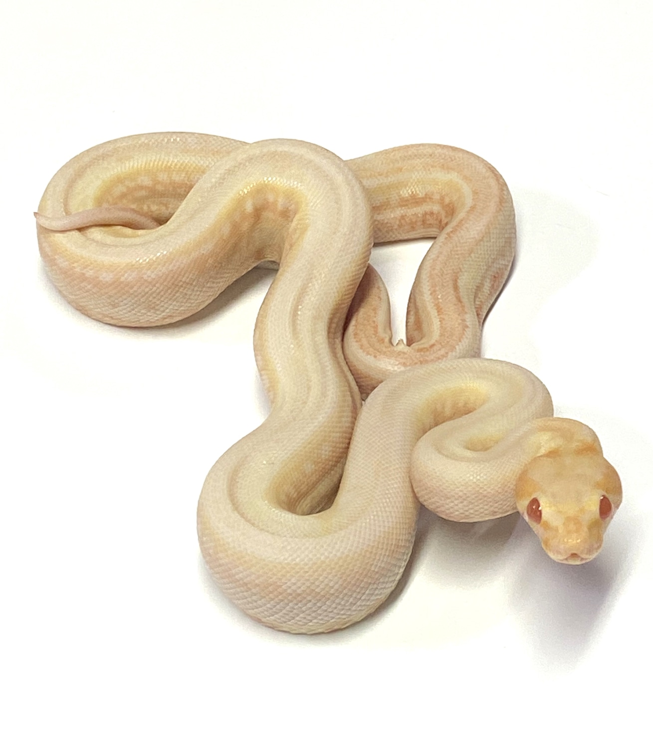 2021 Kahl Albino Eclipse Boa Constrictor by JPCBoas llc - MorphMarket