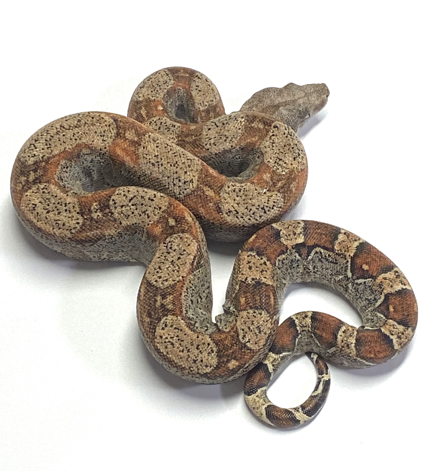2022 Funky Het Kahl Albino Boa Constrictor by JPCBoas llc - MorphMarket