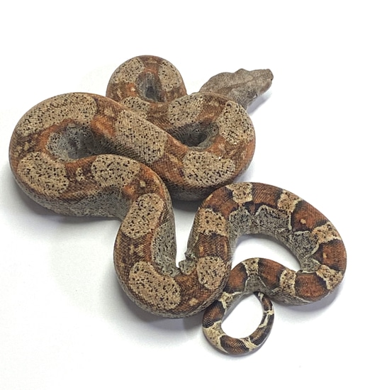 2022 Funky Het Kahl Albino Boa Constrictor by JPCBoas llc