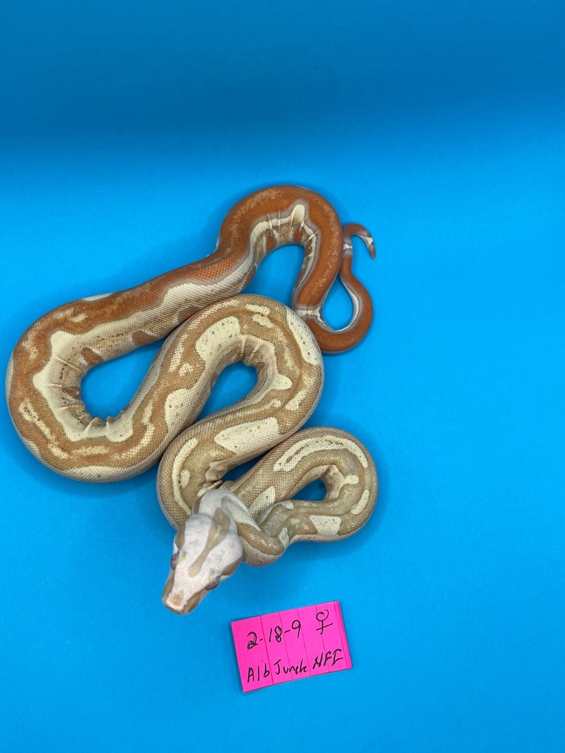 NFI Albino Jungle Boa Constrictor by JPCBoas llc - MorphMarket
