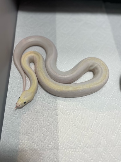 Ivory Burmese Python by Primo's Reptiles