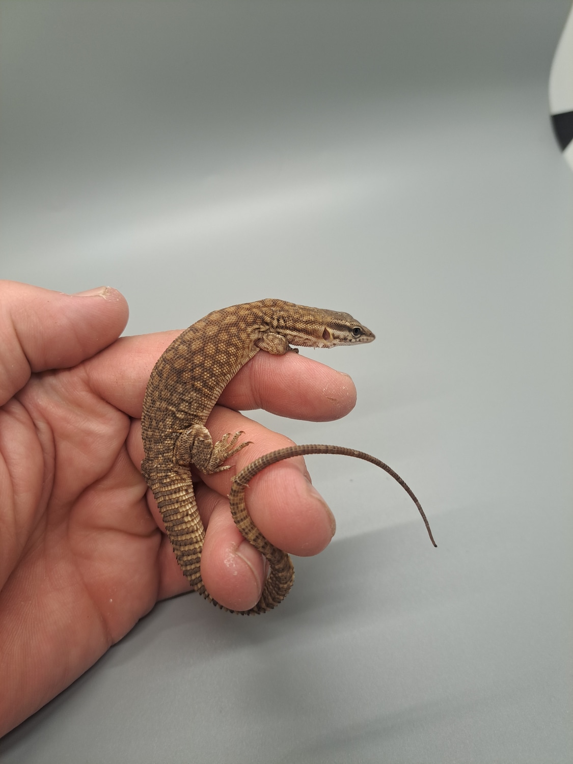 Yellow Ackie Spiny-Tailed Monitor by Primo's Reptiles - MorphMarket