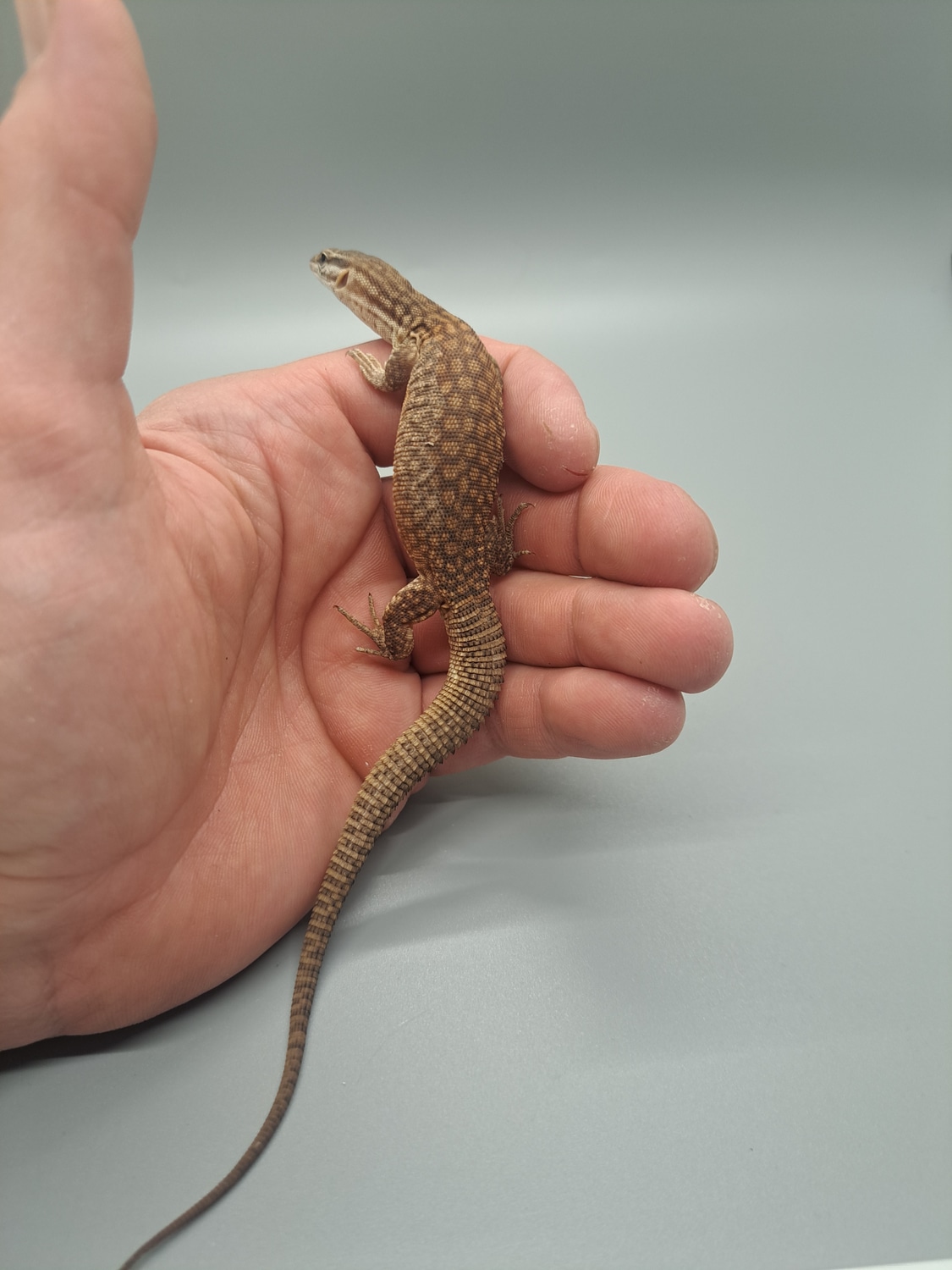 Yellow Ackie Spiny-Tailed Monitor by Primo's Reptiles - MorphMarket