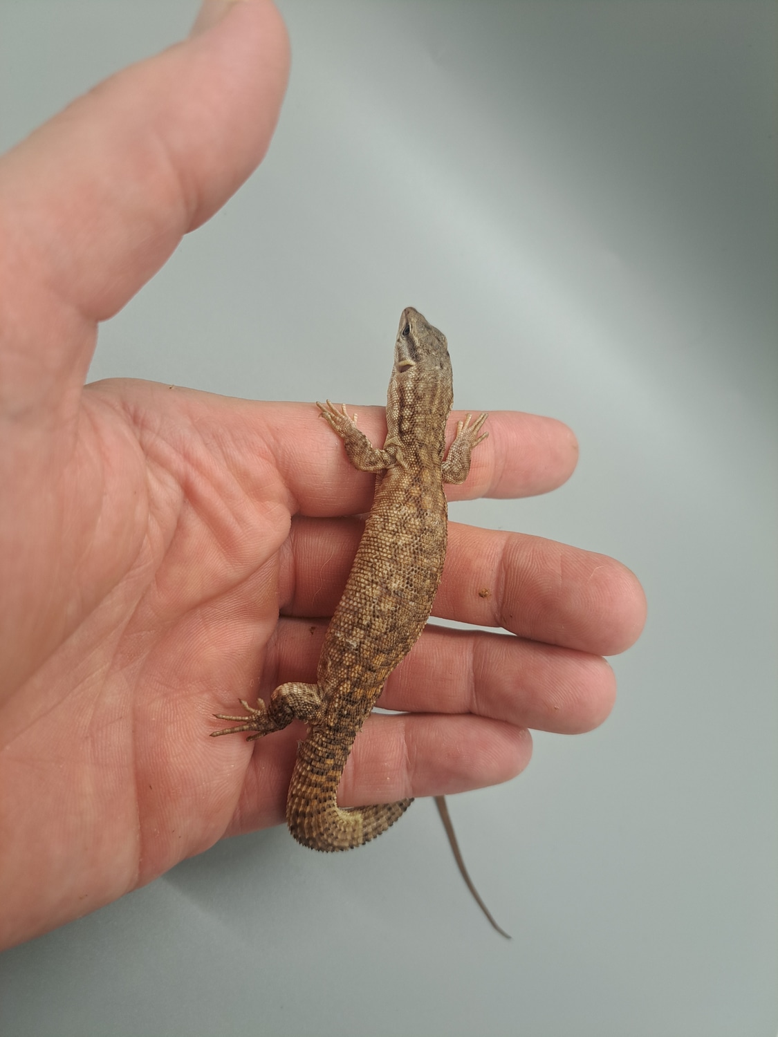 Yellow Ackie Spiny-Tailed Monitor by Primo's Reptiles - MorphMarket