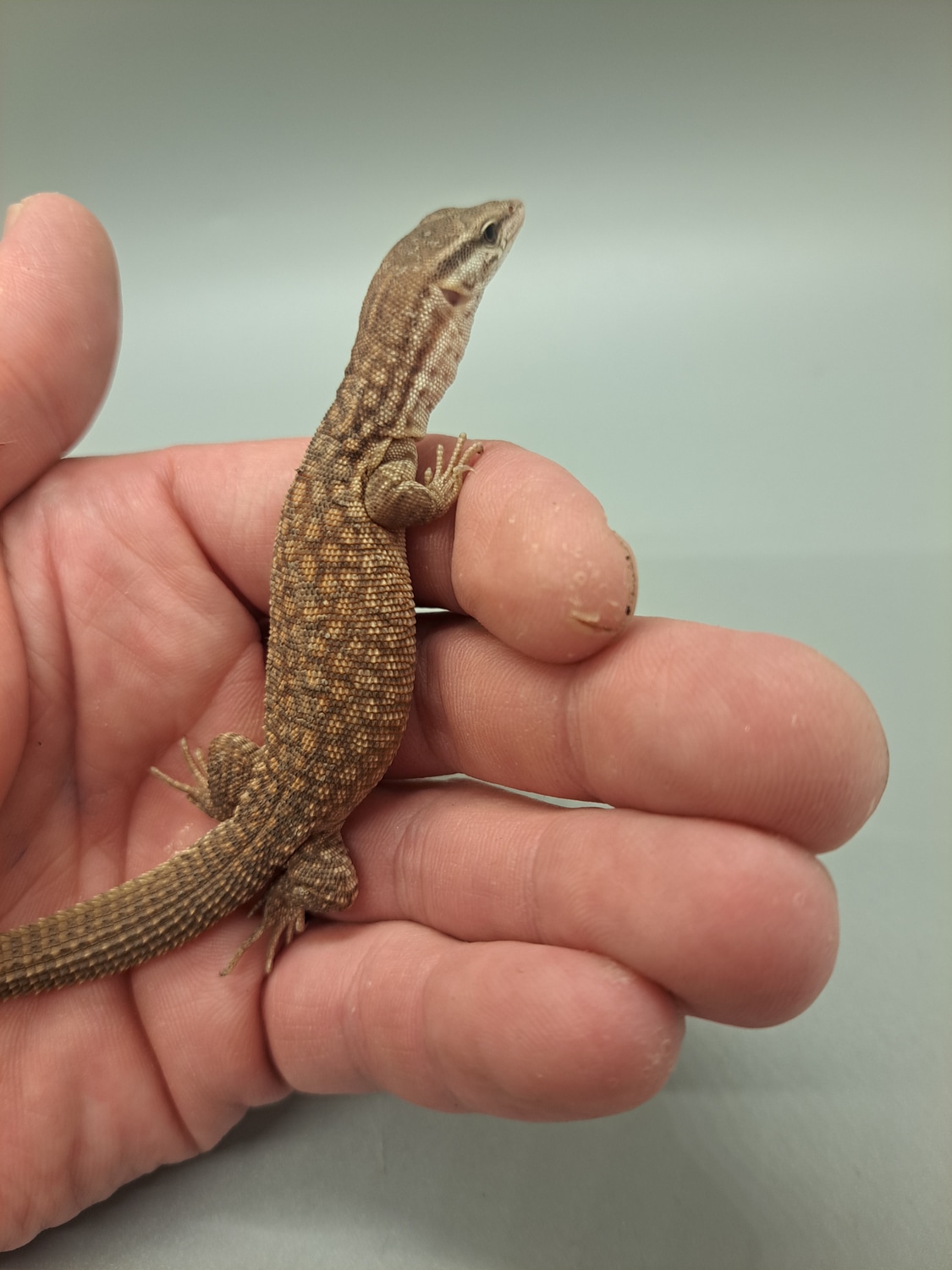 Yellow Ackie Spiny-Tailed Monitor by Primo's Reptiles - MorphMarket