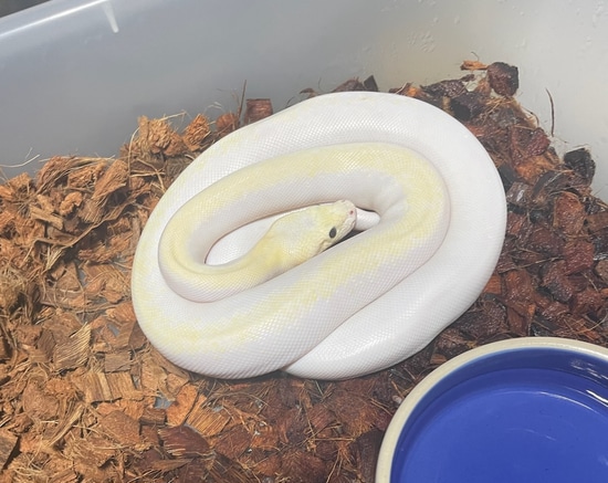 Ivory Burmese Python by Primo's Reptiles
