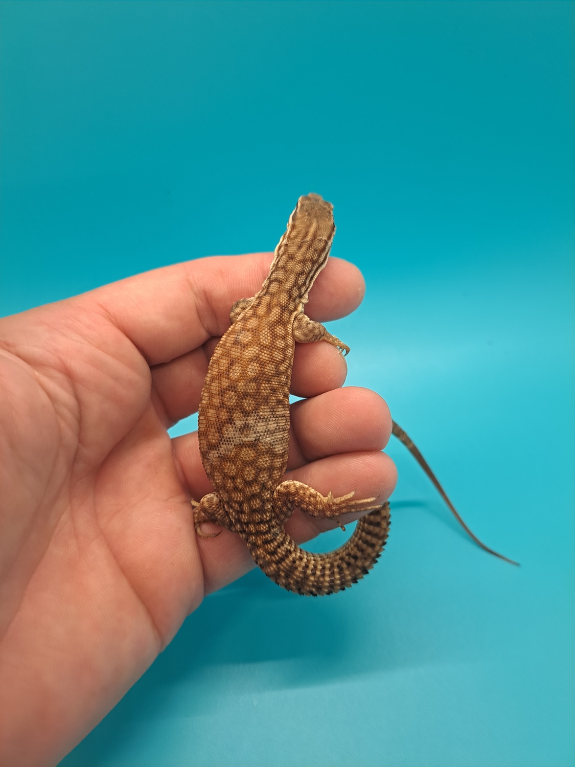 Yellow Ackie Spiny-Tailed Monitor by Primo's Reptiles - MorphMarket