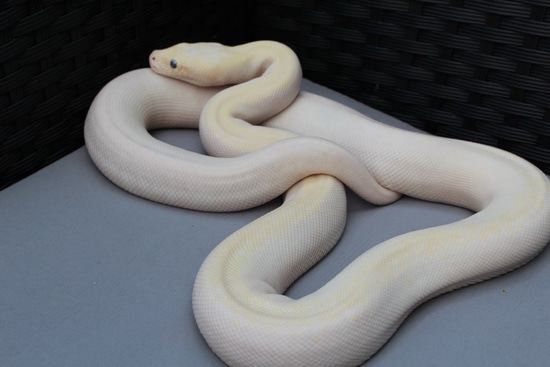Ivory Burmese Python by Primo's Reptiles