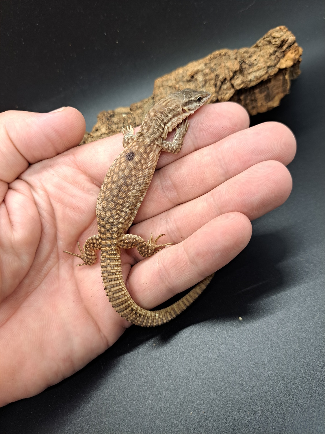 Yellow Ackie Spiny-Tailed Monitor by Primo's Reptiles - MorphMarket